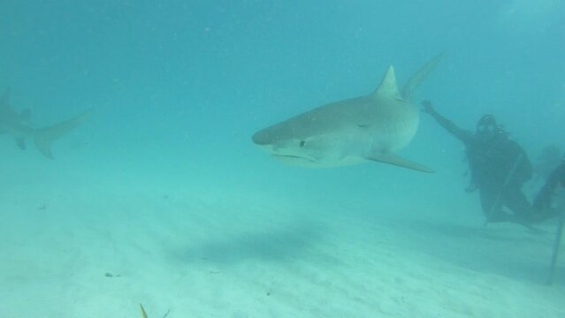 "Tiger Sharks" Images – Browse 4,235 Stock Photos, Vectors, and Video ...