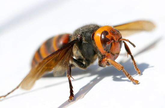 รูปภาพSuzumebachi – เลือกดูภาพถ่ายสต็อก เวกเตอร์ และวิดีโอ3,137 | Adobe ...