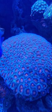 「Mussidae」の写真素材 | 200件の無料イラスト画像 | Adobe Stock