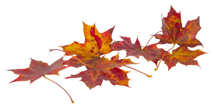 รูปภาพ"Feuille – เลือกดูภาพถ่ายสต็อก เวกเตอร์ และวิดีโอ308,850 | Adobe ...