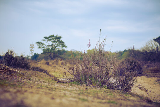 รูปภาพ"Heide – เลือกดูภาพถ่ายสต็อก เวกเตอร์ และวิดีโอ44,749 | Adobe Stock