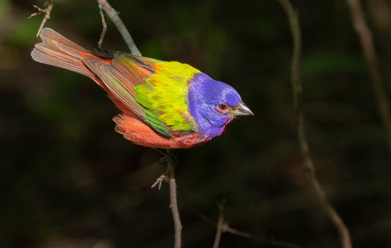 "Passerina Ciris" Images – Browse 1,702 Stock Photos, Vectors, and ...