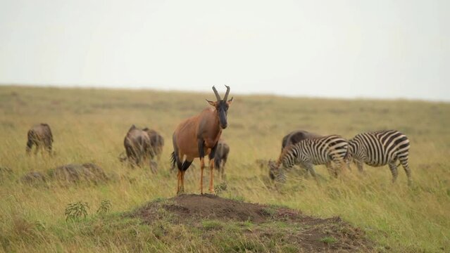 รูปภาพTopi.animal – เลือกดูภาพถ่ายสต็อก เวกเตอร์ และวิดีโอ3,790 | Adobe ...