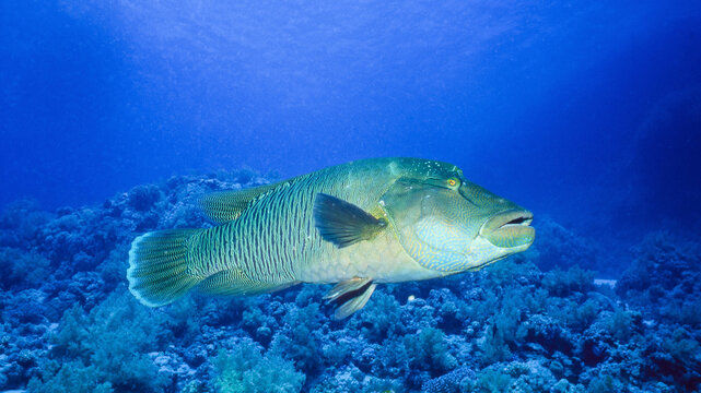 "Napoleon Fish" Images – Browse 5,386 Stock Photos, Vectors, and Video ...