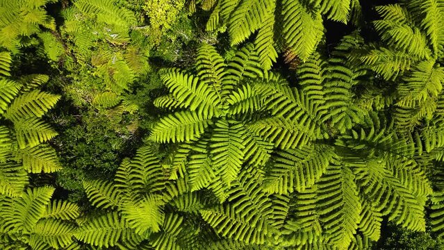 "Silver Fern" Images – Browse 855 Stock Photos, Vectors, and Video ...