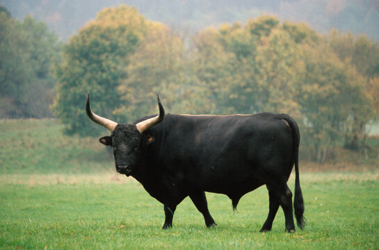 Auroch Bilder – Durchsuchen 24,746 Archivfotos, Vektorgrafiken und ...