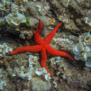 "Estrella De Mar" Images – Browse 1,196 Stock Photos, Vectors, and ...