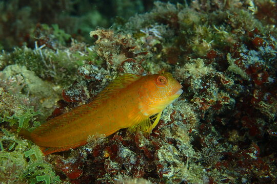 Librea Images – Browse 31 Stock Photos, Vectors, and Video | Adobe Stock