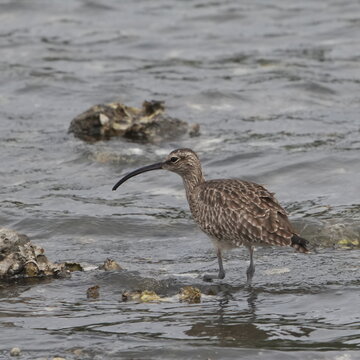 รูปภาพWimbrel – เลือกดูภาพถ่ายสต็อก เวกเตอร์ และวิดีโอ1,707 | Adobe Stock