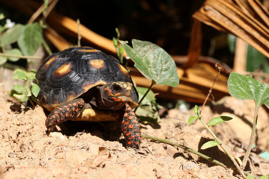 Red Footed Tortoise