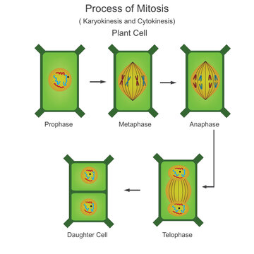 Prophase Plant Cell Diagram