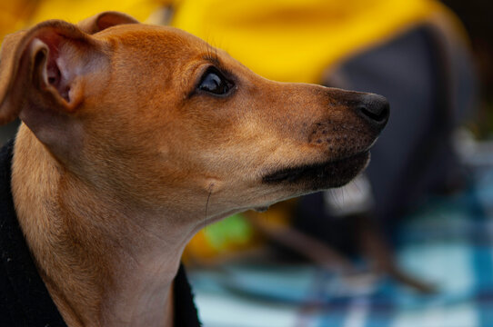 "Italian Greyhound" Images – Browse 4,781 Stock Photos, Vectors, and ...