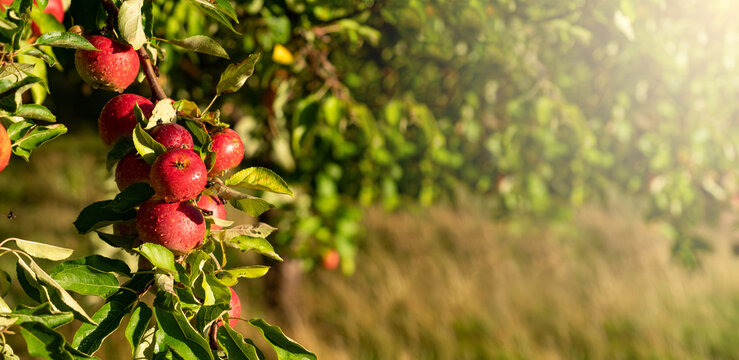 "Apple Trees" bilder – Bläddra bland 26,403 stockfoton, vektorer och ...