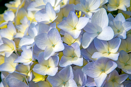 รูปภาพMicrophyll – เลือกดูภาพถ่ายสต็อก เวกเตอร์ และวิดีโอ14,393 | Adobe ...