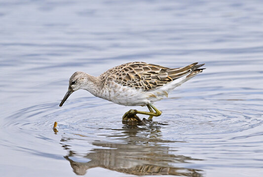 Brushane bilder – Bläddra bland 5,470 stockfoton, vektorer och videor ...