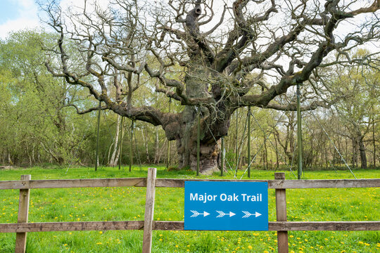Afbeeldingen over "Nottingham Forest" – Blader in stockfoto's, vectoren ...