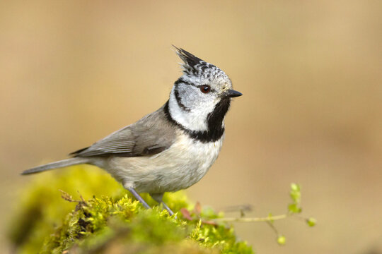 Czubatka bilder – Bläddra bland 92 stockfoton, vektorer och videor ...