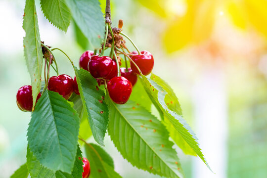 Cherry-Pick Imagens – Procure 1,446 fotos, vetores e vídeos | Adobe Stock