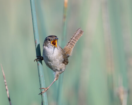 รูปภาพTuling – เลือกดูภาพถ่ายสต็อก เวกเตอร์ และวิดีโอ3,015 | Adobe Stock