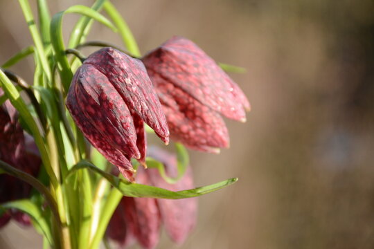 Kockavica bilder – Bläddra bland 2,939 stockfoton, vektorer och videor ...