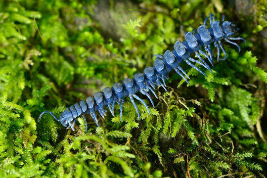 「Cienpies」の写真素材 | 131件の無料イラスト画像 | Adobe Stock