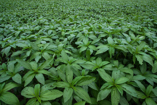 "Jute Bilder – Durchsuchen 111,669 Archivfotos, Vektorgrafiken und ...