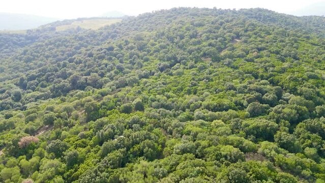 Lecci Images – Browse 175 Stock Photos, Vectors, and Video | Adobe Stock