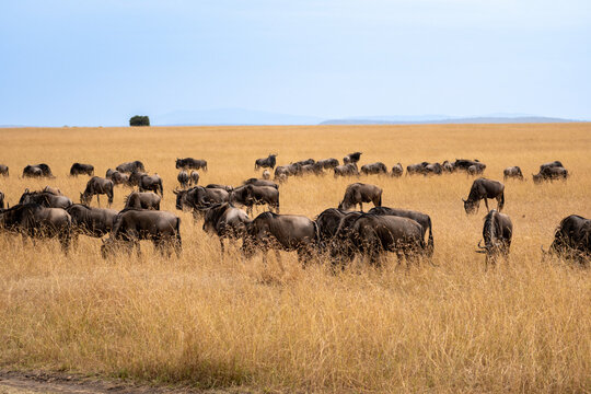 "Masai Mara" Bilder – Durchsuchen 54,431 Archivfotos, Vektorgrafiken ...