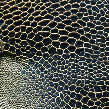 รูปภาพZoomed-In – เลือกดูภาพถ่ายสต็อก เวกเตอร์ และวิดีโอ2,441 | Adobe Stock
