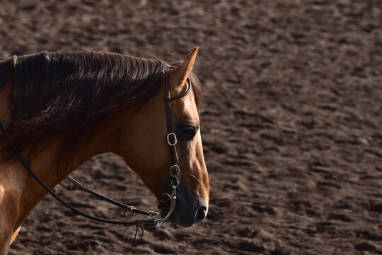 Pferdegebiss Bilder – Durchsuchen 4,262 Archivfotos, Vektorgrafiken und ...