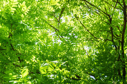 "Tree Under View" Images – Browse 102 Stock Photos, Vectors, and Video ...