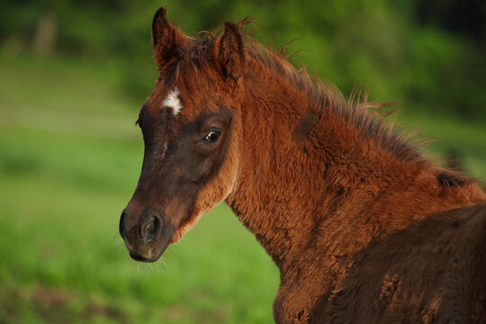 「Dunkelfuchs」の写真素材 | 247件の無料イラスト画像 | Adobe Stock