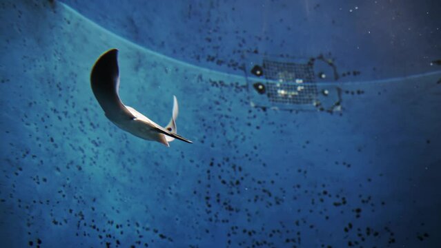 Teufelsrochen Bilder – Durchsuchen 1,070 Archivfotos, Vektorgrafiken ...