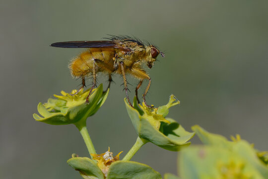 "Yellow Dung Fly" Images – Browse 481 Stock Photos, Vectors, and Video ...
