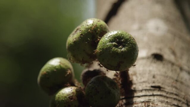 Ficeae Bilder – Durchsuchen 51 Archivfotos, Vektorgrafiken und Videos ...