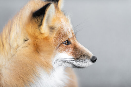 Red Fox Profile Images – Browse 3,103 Stock Photos, Vectors, and Video ...