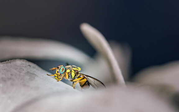 รูปภาพ"Vinegar Fly" – เลือกดูภาพถ่ายสต็อก เวกเตอร์ และวิดีโอ4,196 ...