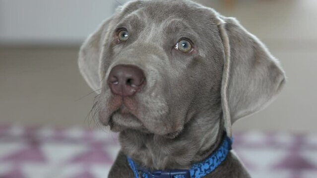 Weimaraner Lab Mix Silver
