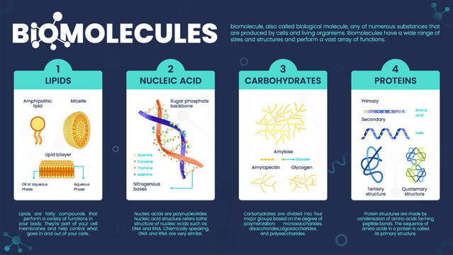 รูปภาพBiomolecules – เลือกดูภาพถ่ายสต็อก เวกเตอร์ และวิดีโอ4,814 ...