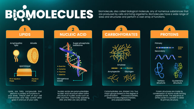 Biological Macromolecules Biological Macromolecules