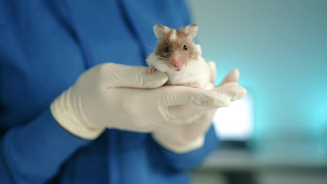 White Mouse Images – Browse 324,839 Stock Photos, Vectors, and Video ...
