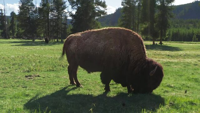 Biggest Bison