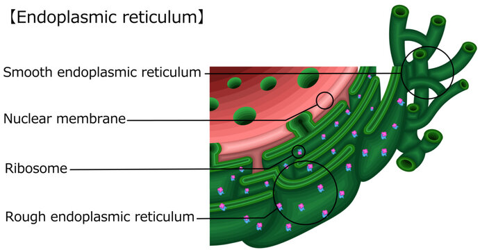 Smooth Endoplasmic Reticulum