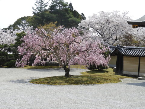 庭 Images – Browse 687,987 Stock Photos, Vectors, and Video | Adobe Stock