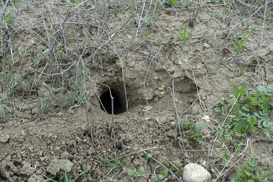 Snake Holes In The Ground