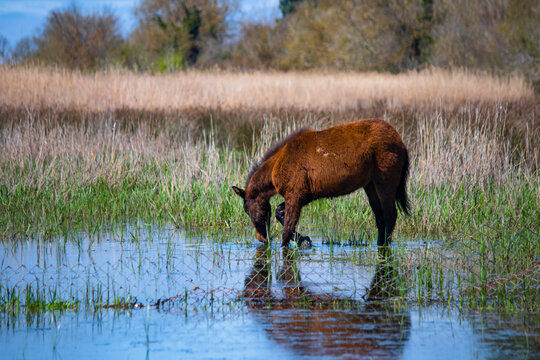 Afbeeldingen over Muildier – Blader in stockfoto's, vectoren en video's ...