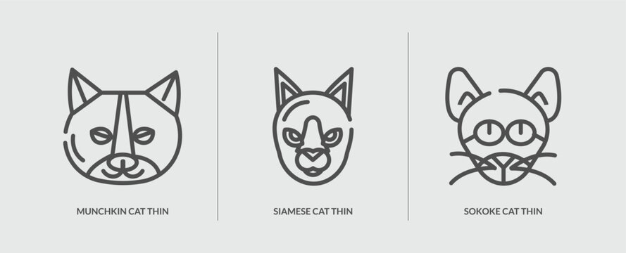 "Cat Breeds" Bilder – Durchsuchen 4,910 Archivfotos, Vektorgrafiken und ...