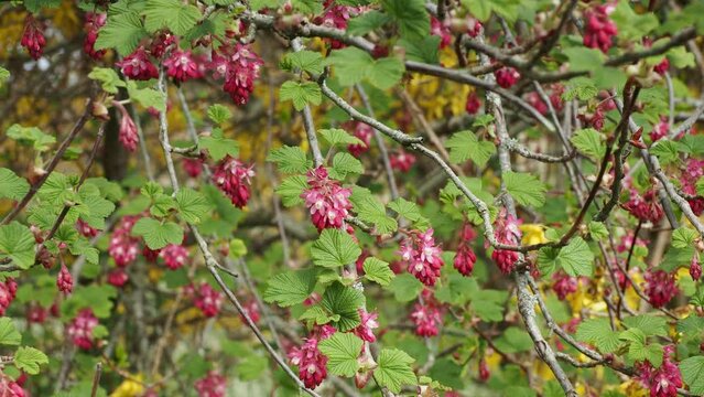 "Ribes Sanguineum" Images – Browse 1,557 Stock Photos, Vectors, and ...