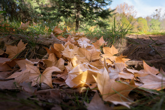 Ockerfarben Bilder – Durchsuchen 51,728 Archivfotos, Vektorgrafiken und ...