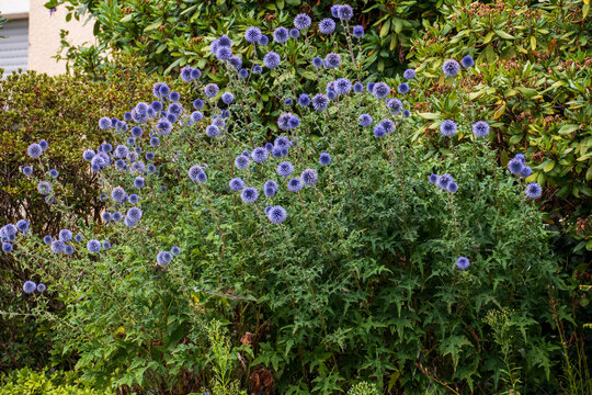 Distelarten-Bilder: Stock-Fotos & -Videos. | Adobe Stock